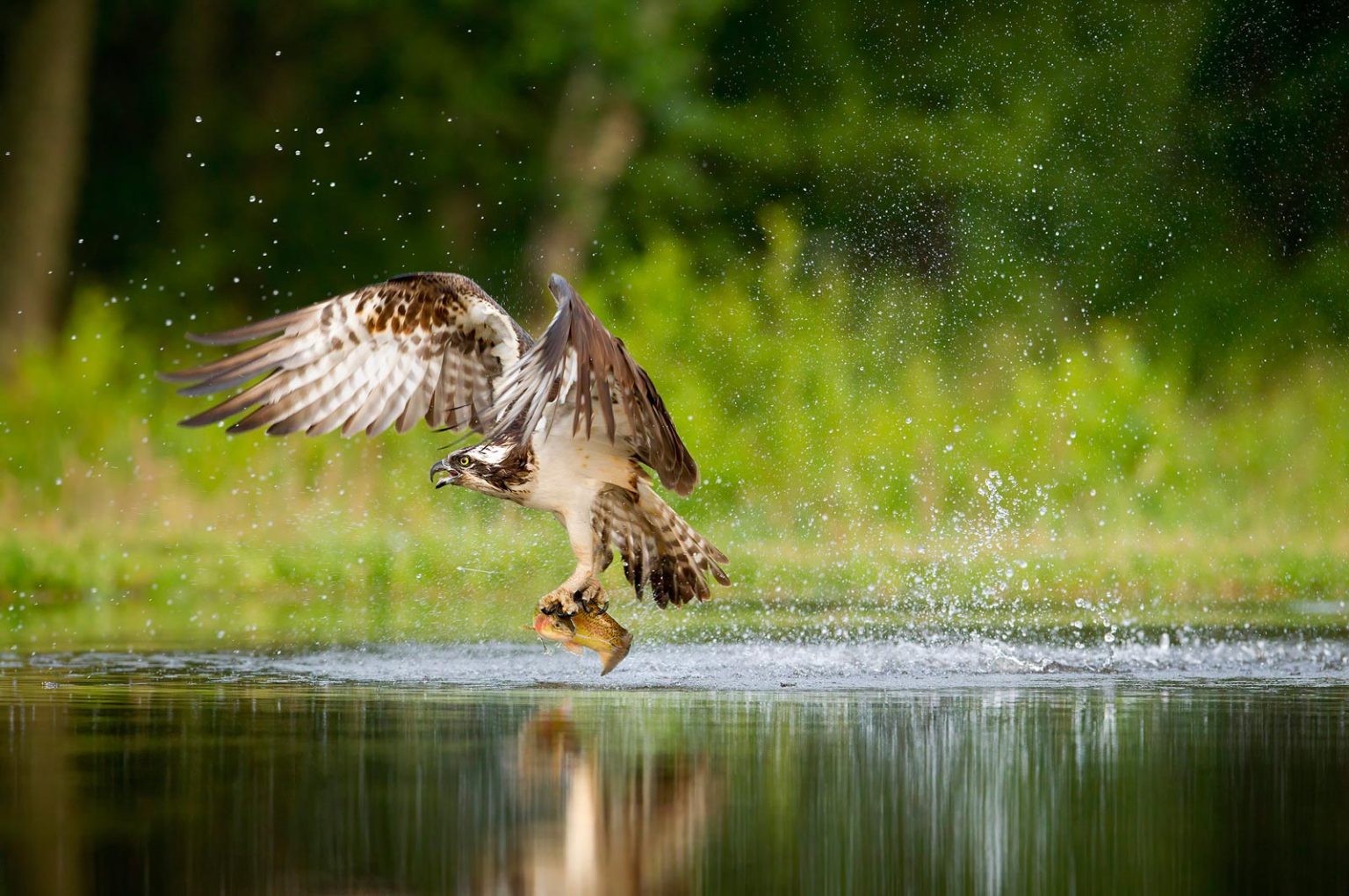 How to Improve Your Wildlife Action Shots - Nature TTL
