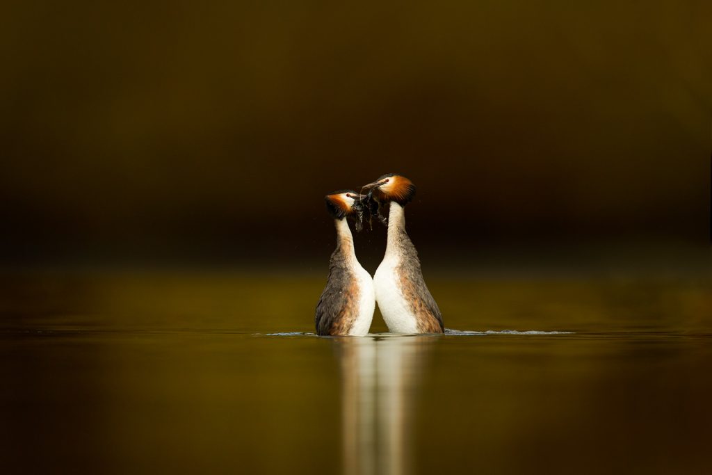 How to Improve Your Wildlife Action Shots - Nature TTL