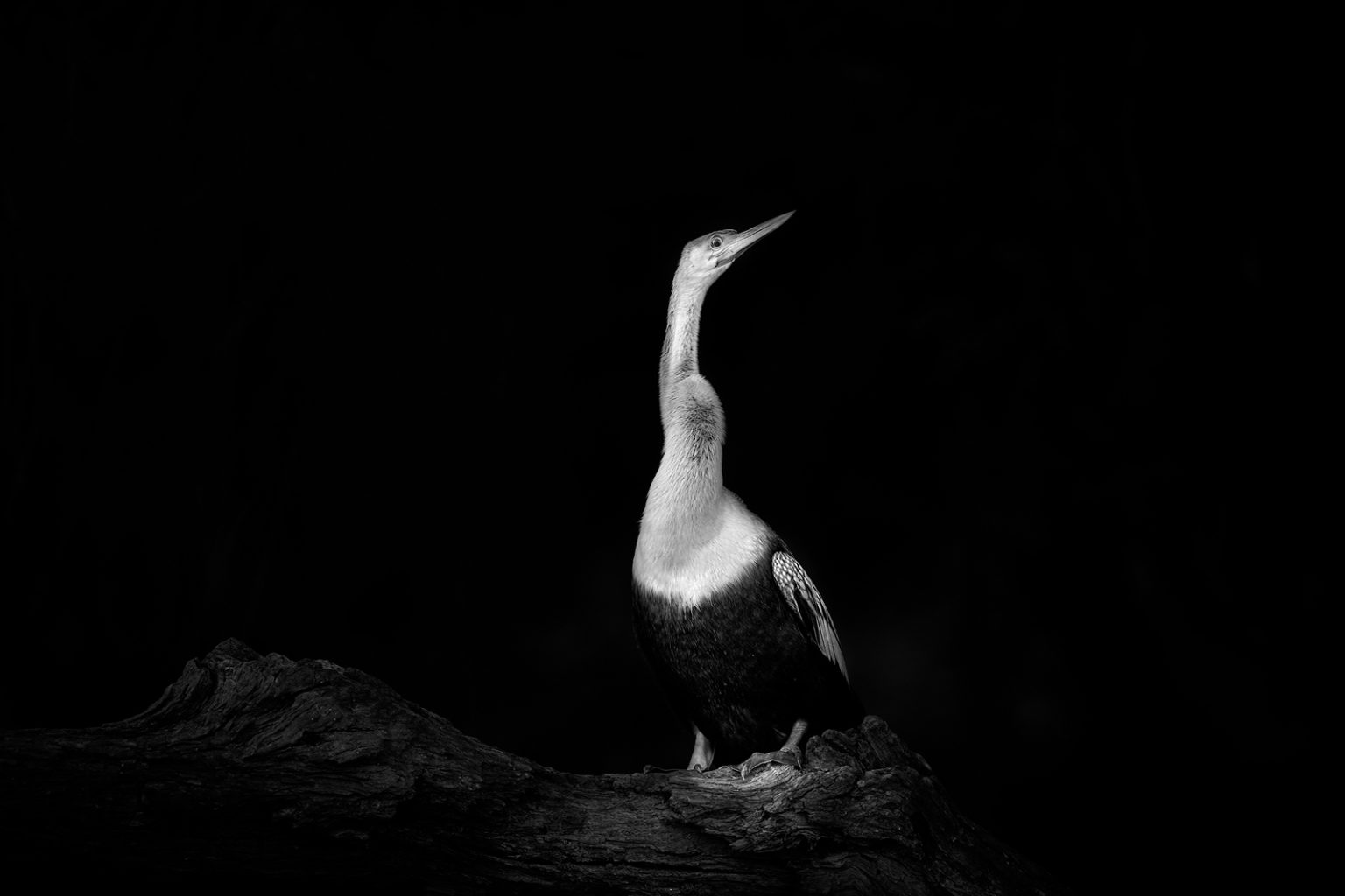 How to Develop a Photographic Style - Nature TTL