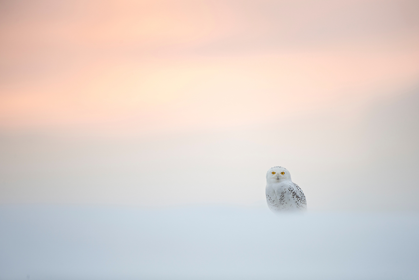 How to Develop a Photographic Style - Nature TTL