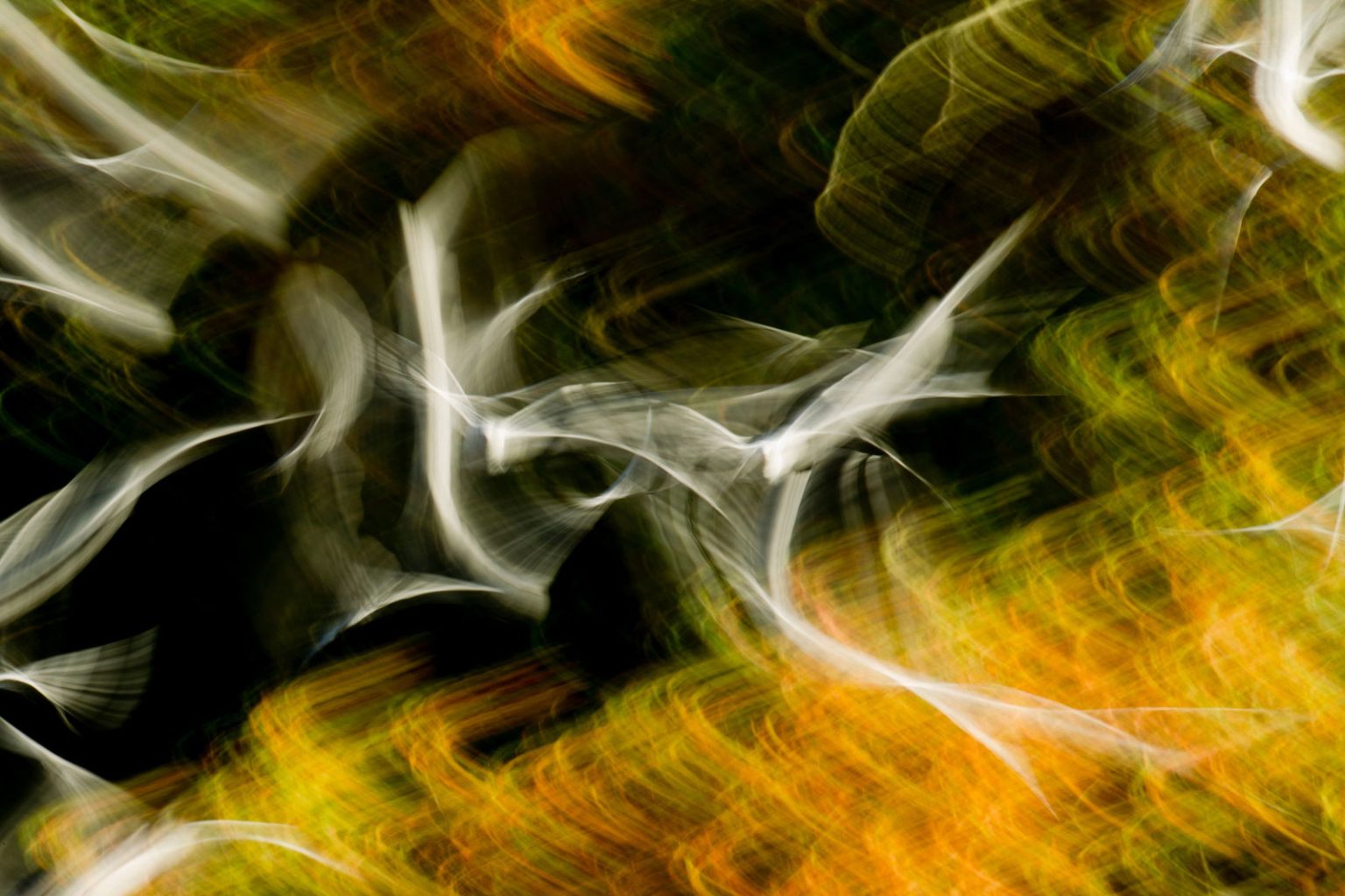 How to Develop a Photographic Style - Nature TTL