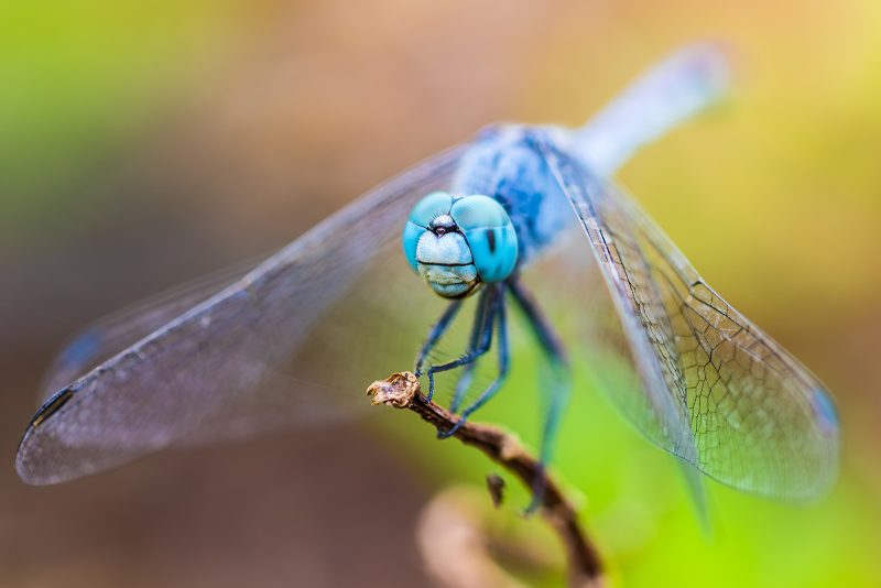 Weekly Photography Assignment: Insects - Nature TTL