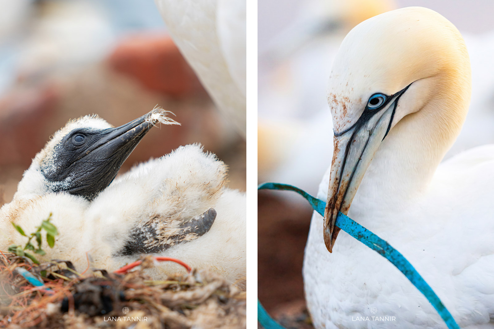 Nesting in Plastic: Using Photography for Nature Conservation - Nature TTL