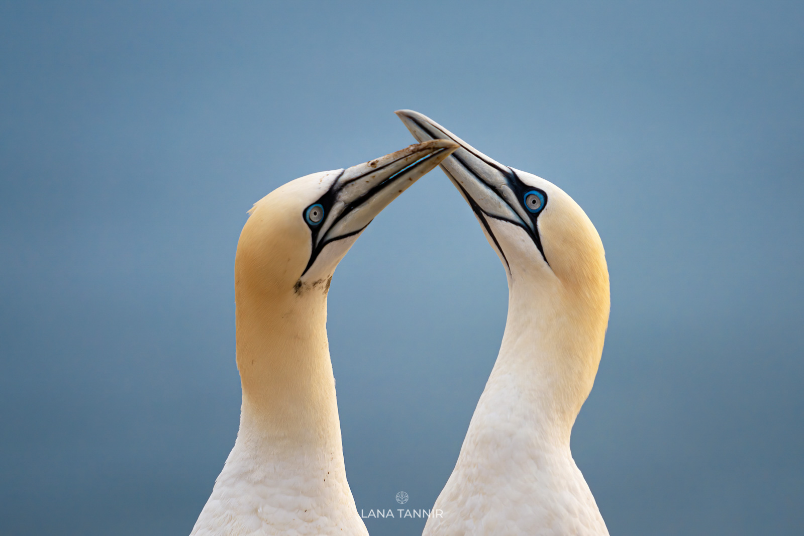 Nesting in Plastic: Using Photography for Nature Conservation - Nature TTL