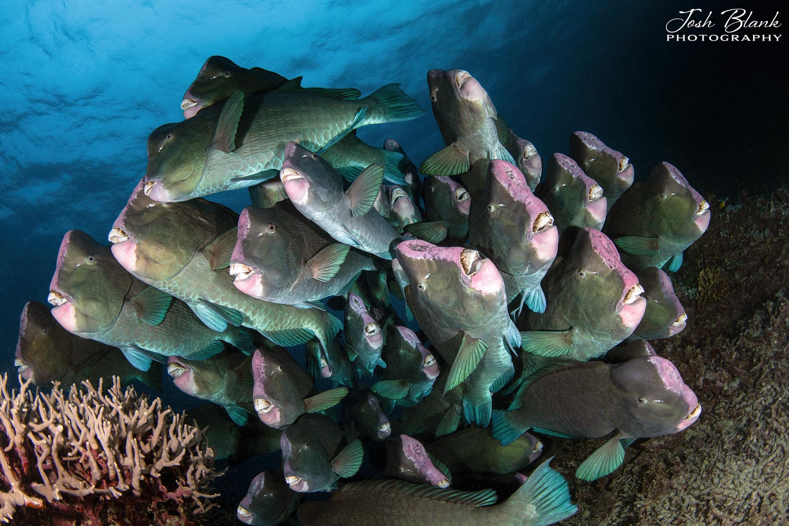 Underwater Photography Guide to the Great Barrier Reef - Nature TTL