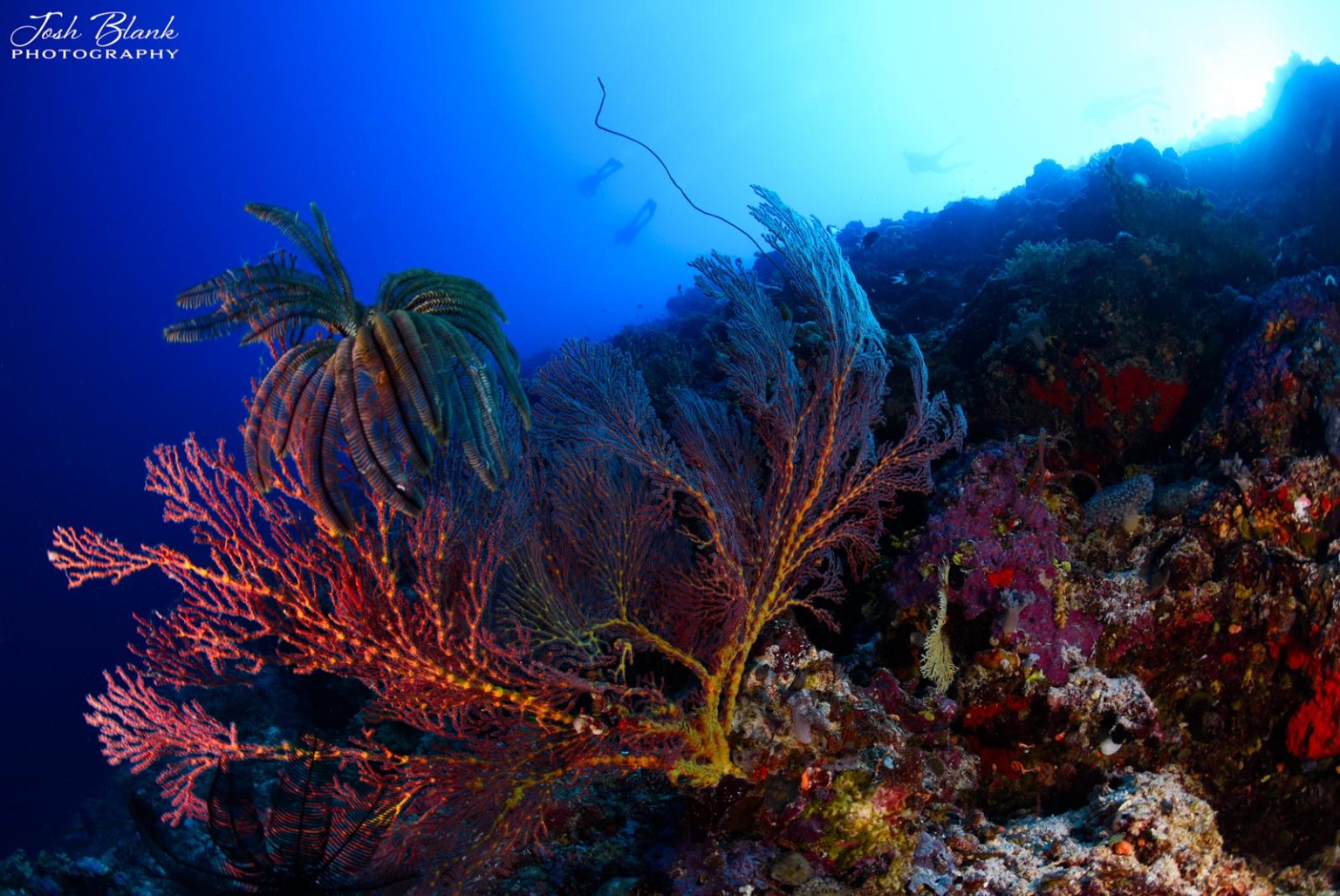 Underwater Photography Guide to the Great Barrier Reef - Nature TTL