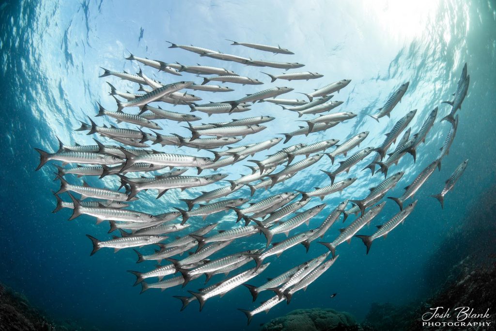 Underwater Photography Guide to the Great Barrier Reef - Nature TTL