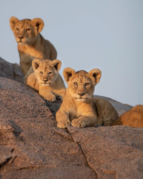 Lara Jackson: Conservation Through Photography - Nature TTL