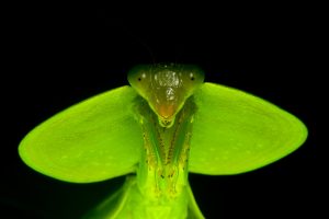 Greg Basco: From Amateur to Professional - Nature TTL