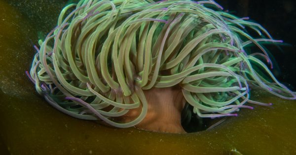 How to Photograph Anemones - Nature TTL