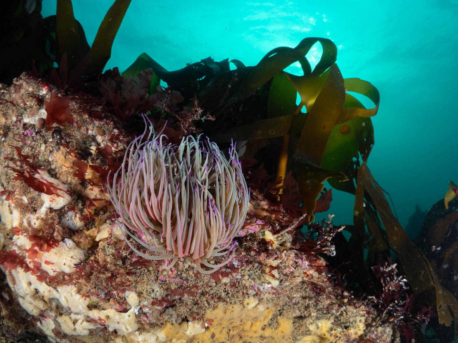 How to Photograph Anemones - Nature TTL