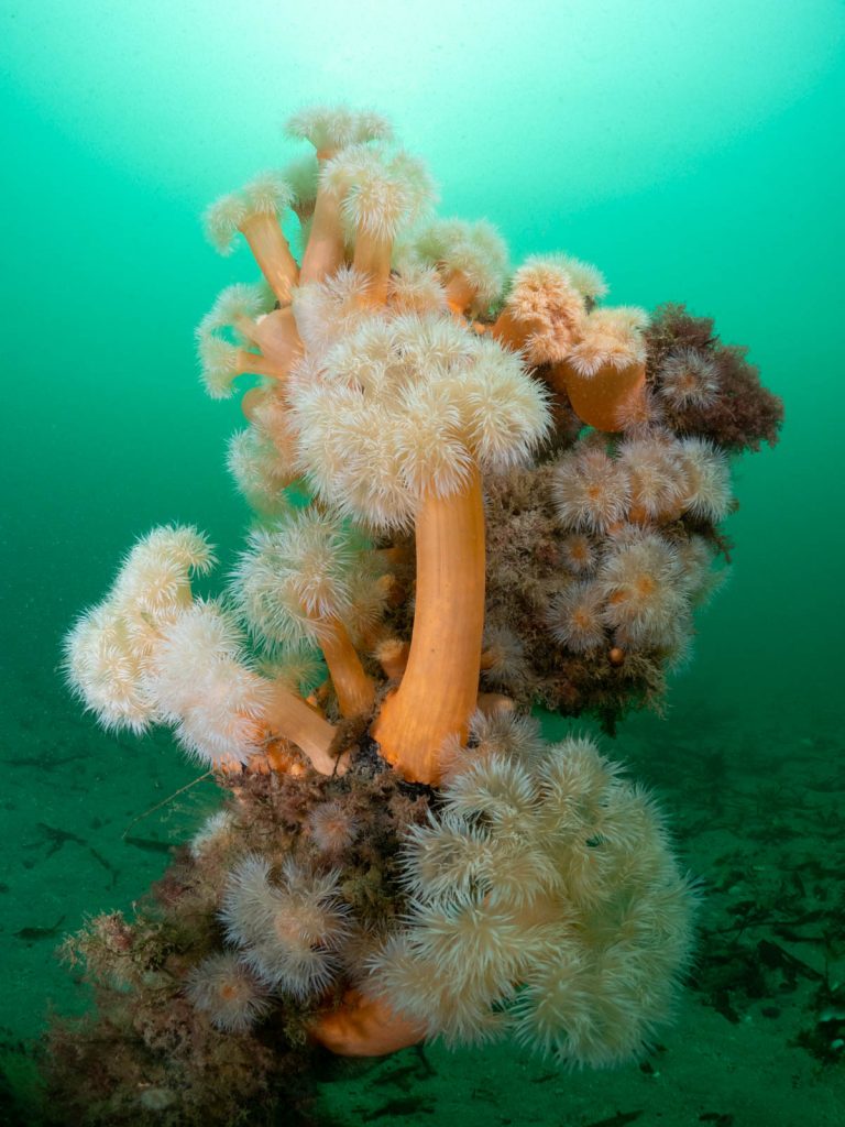 How to Photograph Anemones - Nature TTL