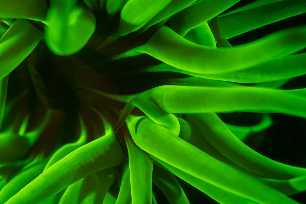 How to Photograph Anemones - Nature TTL