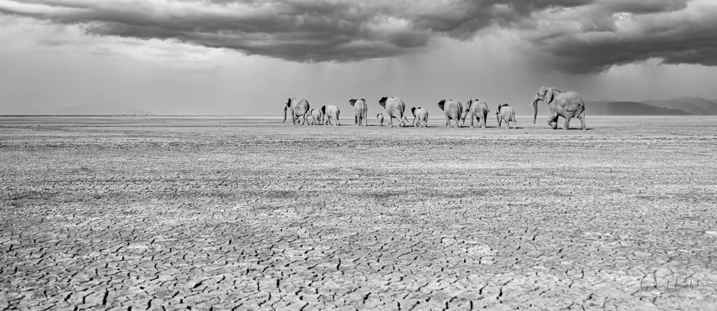 Photographing One of the Last Super Tuskers of Africa - Nature TTL