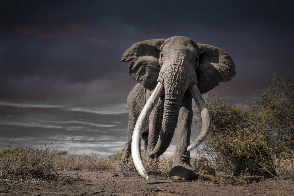Photographing One of the Last Super Tuskers of Africa - Nature TTL
