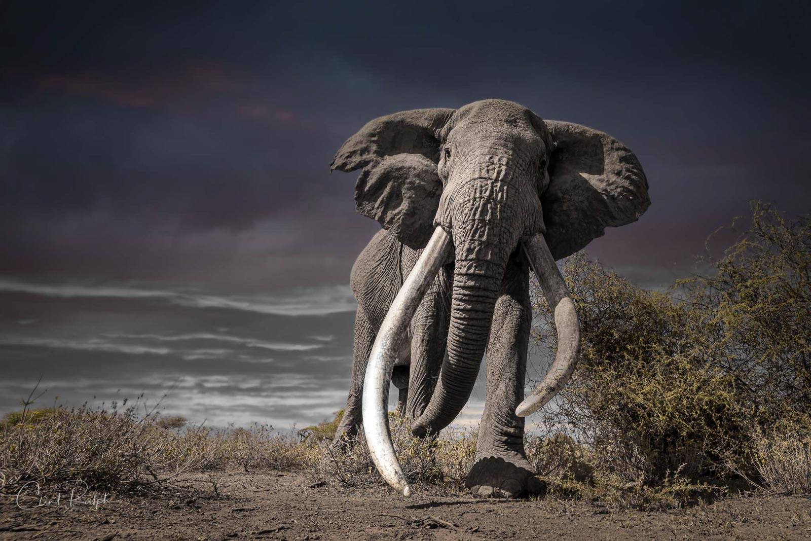 Photographing One of the Last Super Tuskers of Africa - Nature TTL