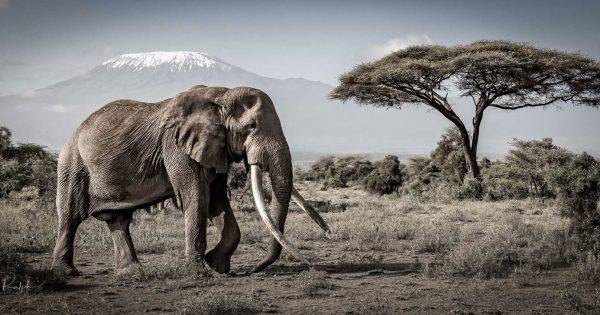 Photographing One of the Last Super Tuskers of Africa - Nature TTL
