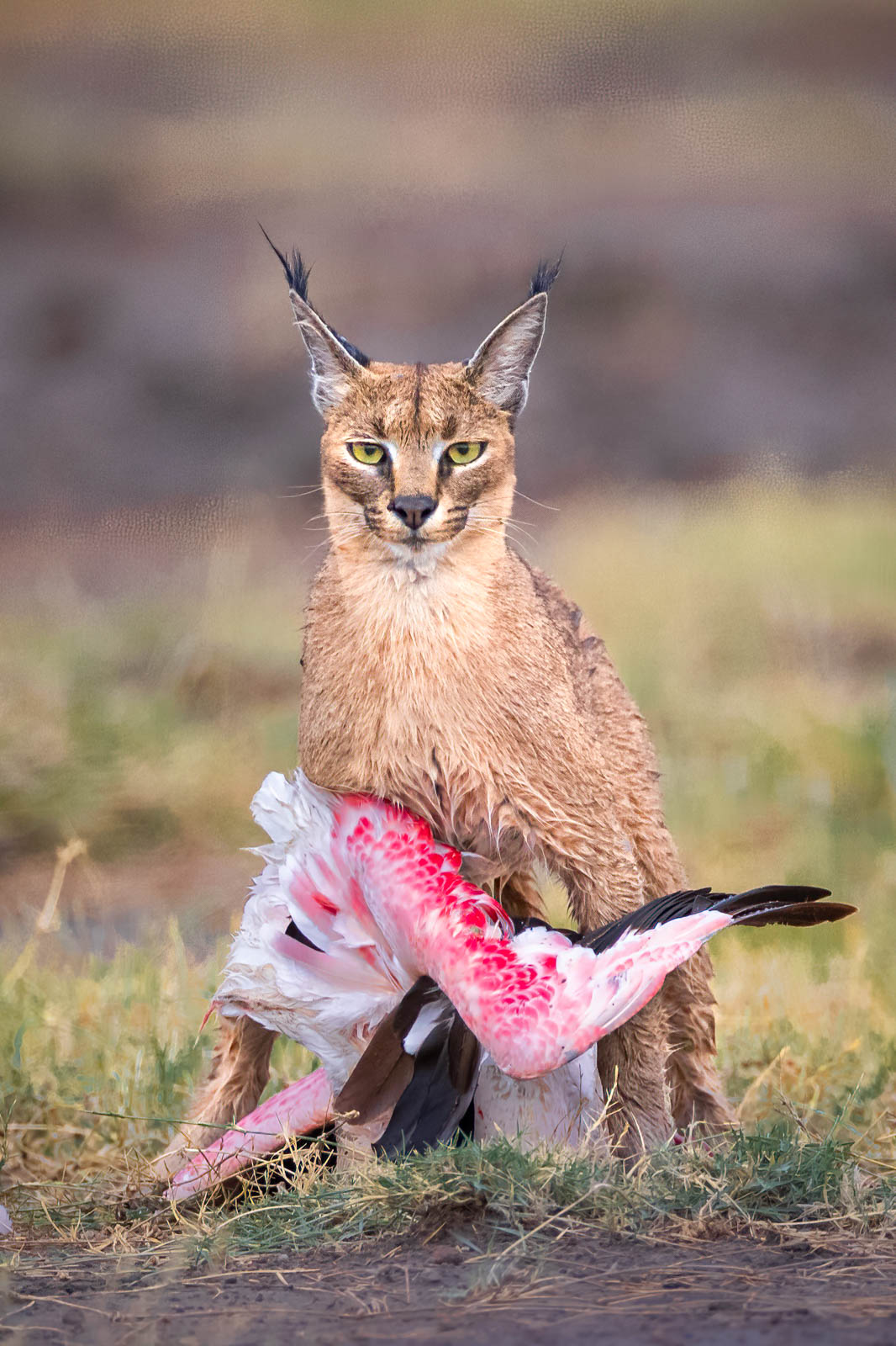 Dennis Stogsdill: Behind the Winning Caracal Image - Nature TTL