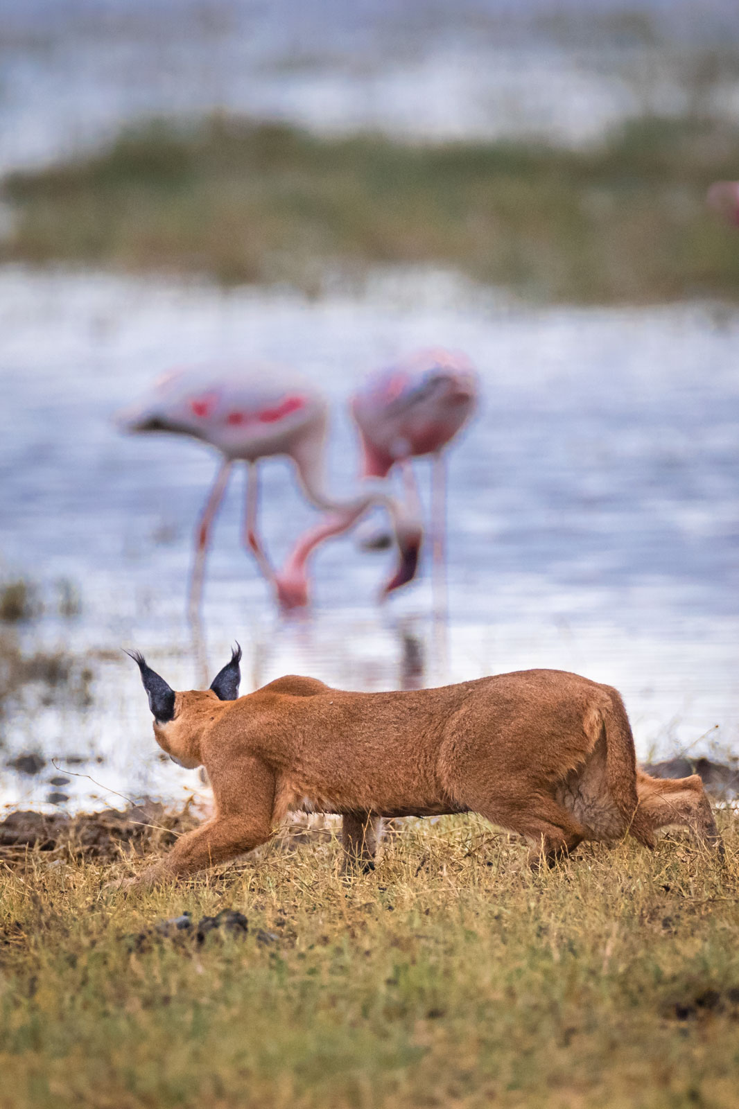 Dennis Stogsdill: Behind the Winning Caracal Image - Nature TTL