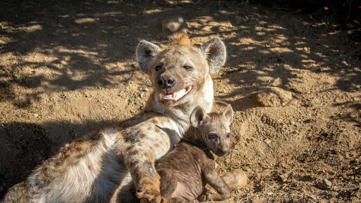 Cute Hyena Cubs