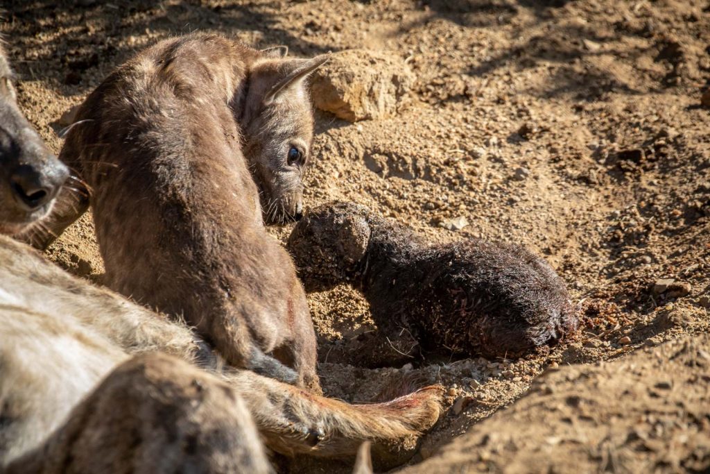 Rare Hyena Birth Captured on Camera - Nature TTL