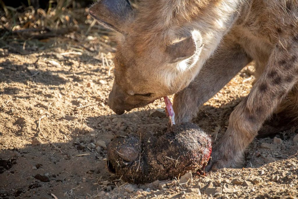 Rare Hyena Birth Captured on Camera - Nature TTL