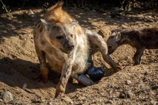 Rare Hyena Birth Captured on Camera - Nature TTL
