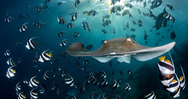 Capturing an Award-Winning Underwater Photograph - Nature TTL