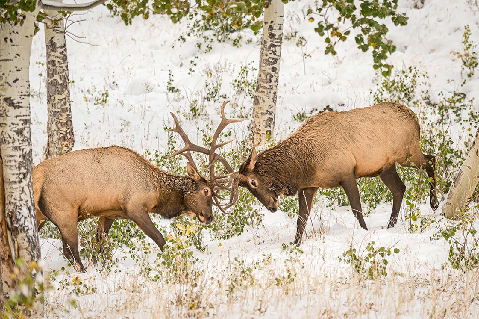 Nature Photography Guide to Rocky Mountain National Park - Nature TTL