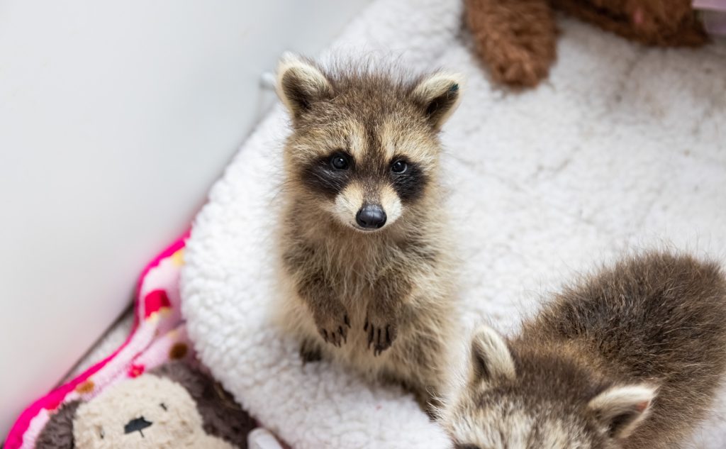 How to Photograph a Wildlife Rehab Centre in Action - Nature TTL