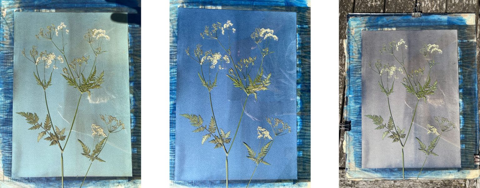 How to Make Cyanotypes of Flowers - Nature TTL