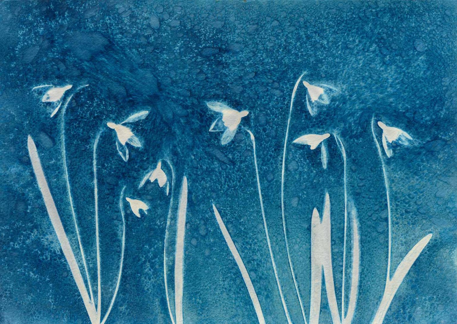 How to Make Cyanotypes of Flowers - Nature TTL