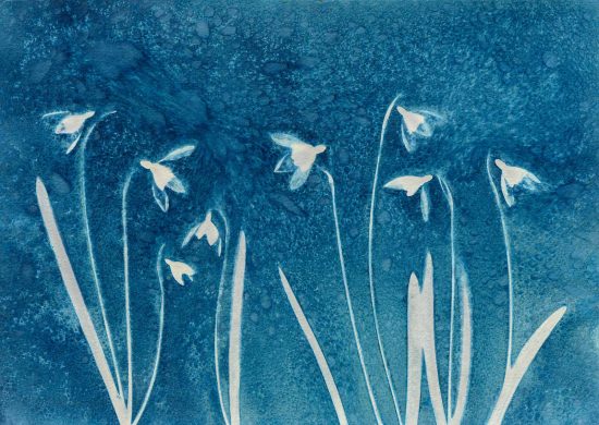 How to Make Cyanotypes of Flowers - Nature TTL