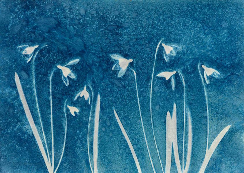 How to Make Cyanotypes of Flowers - Nature TTL