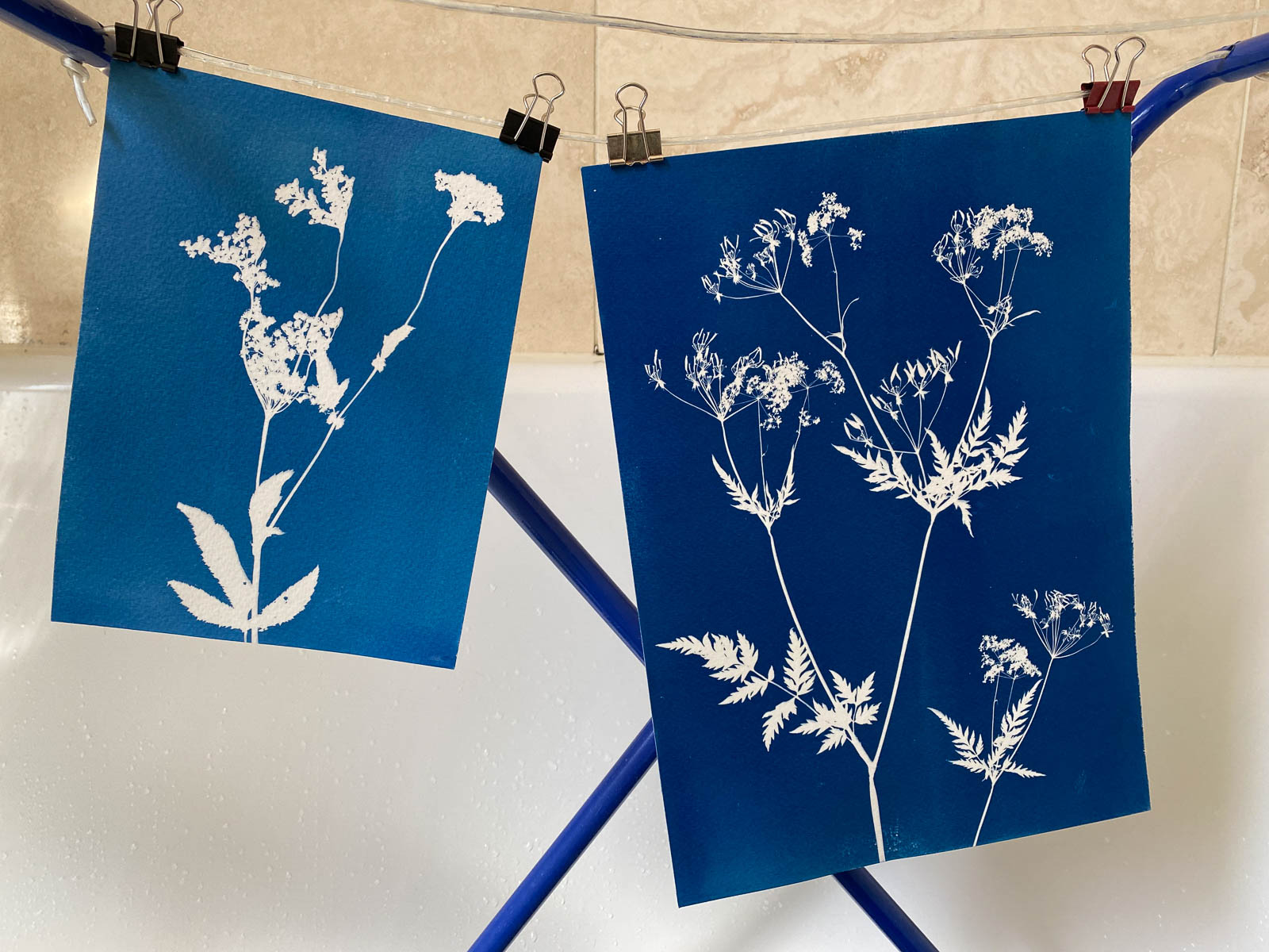 How to Make Cyanotypes of Flowers - Nature TTL
