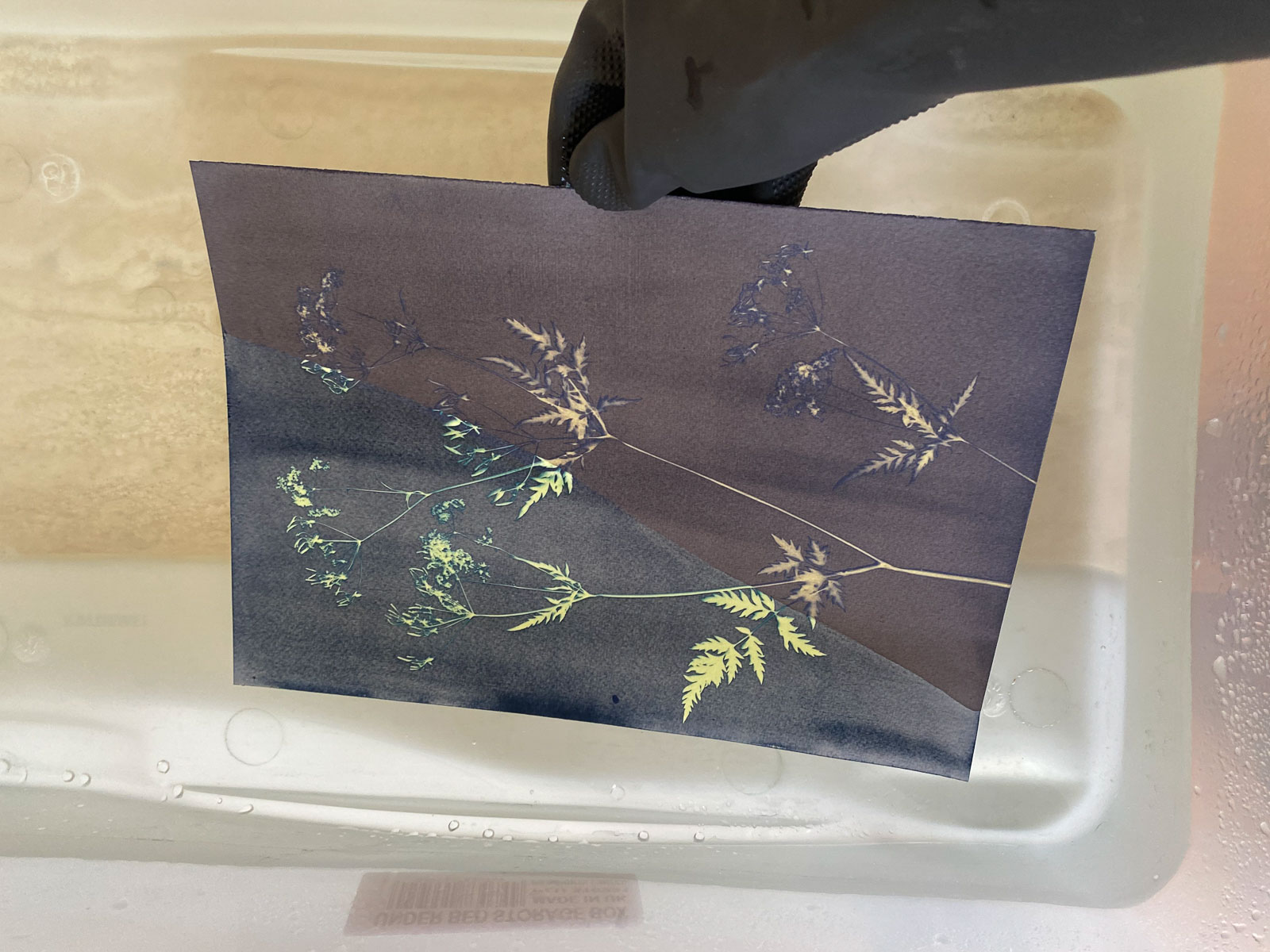 How to Make Cyanotypes of Flowers - Nature TTL