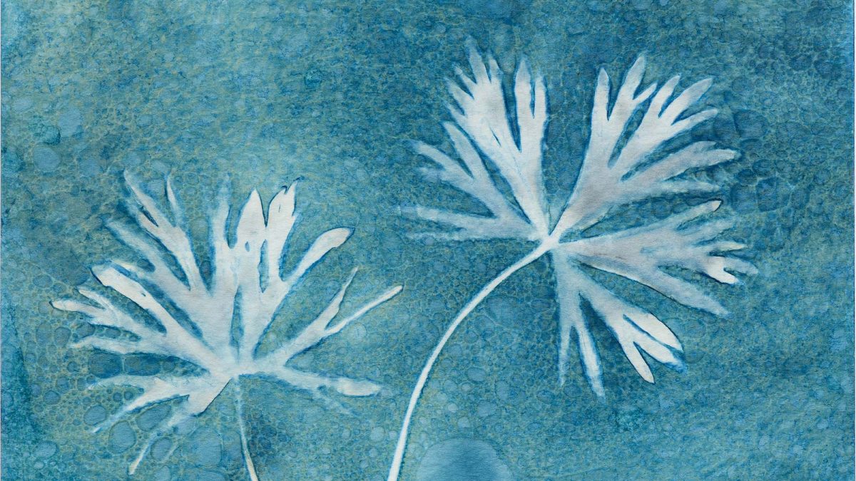 How to Make Cyanotypes of Flowers - Nature TTL
