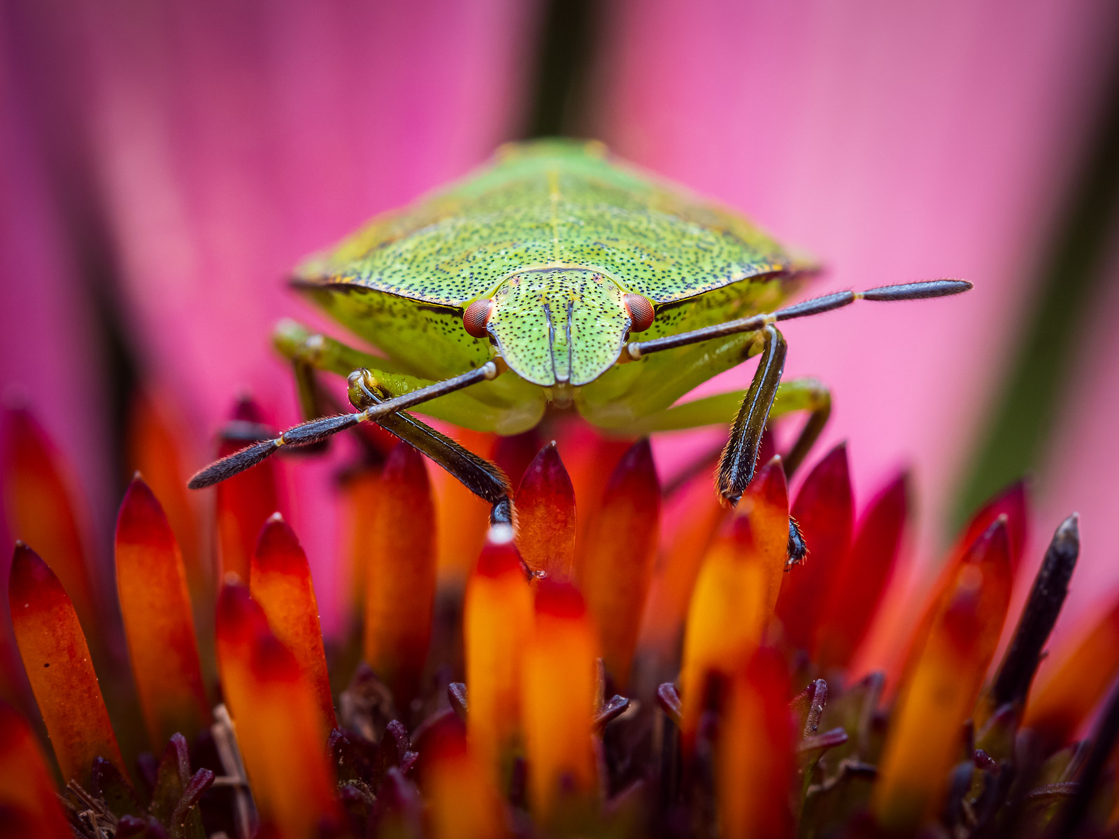 Creepy Crawlies: Photography Fights the Fear Factor - Nature TTL