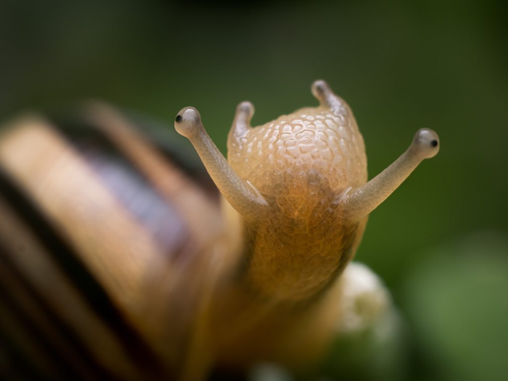 Creepy Crawlies: Photography Fights the Fear Factor - Nature TTL