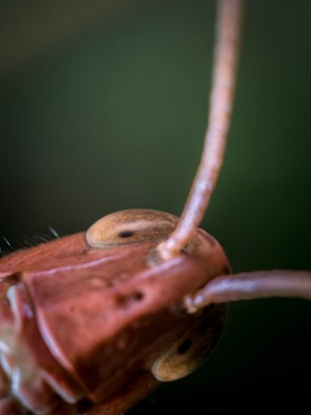 Creepy Crawlies: Photography Fights the Fear Factor - Nature TTL