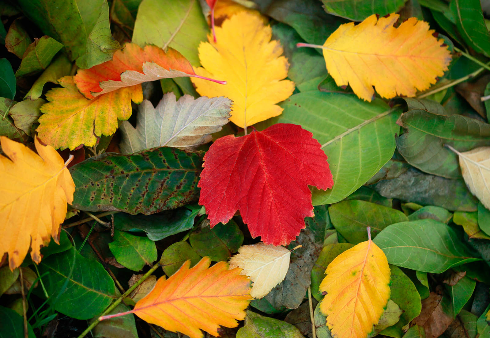 Weekly Photography Assignment: Leaves - Nature TTL