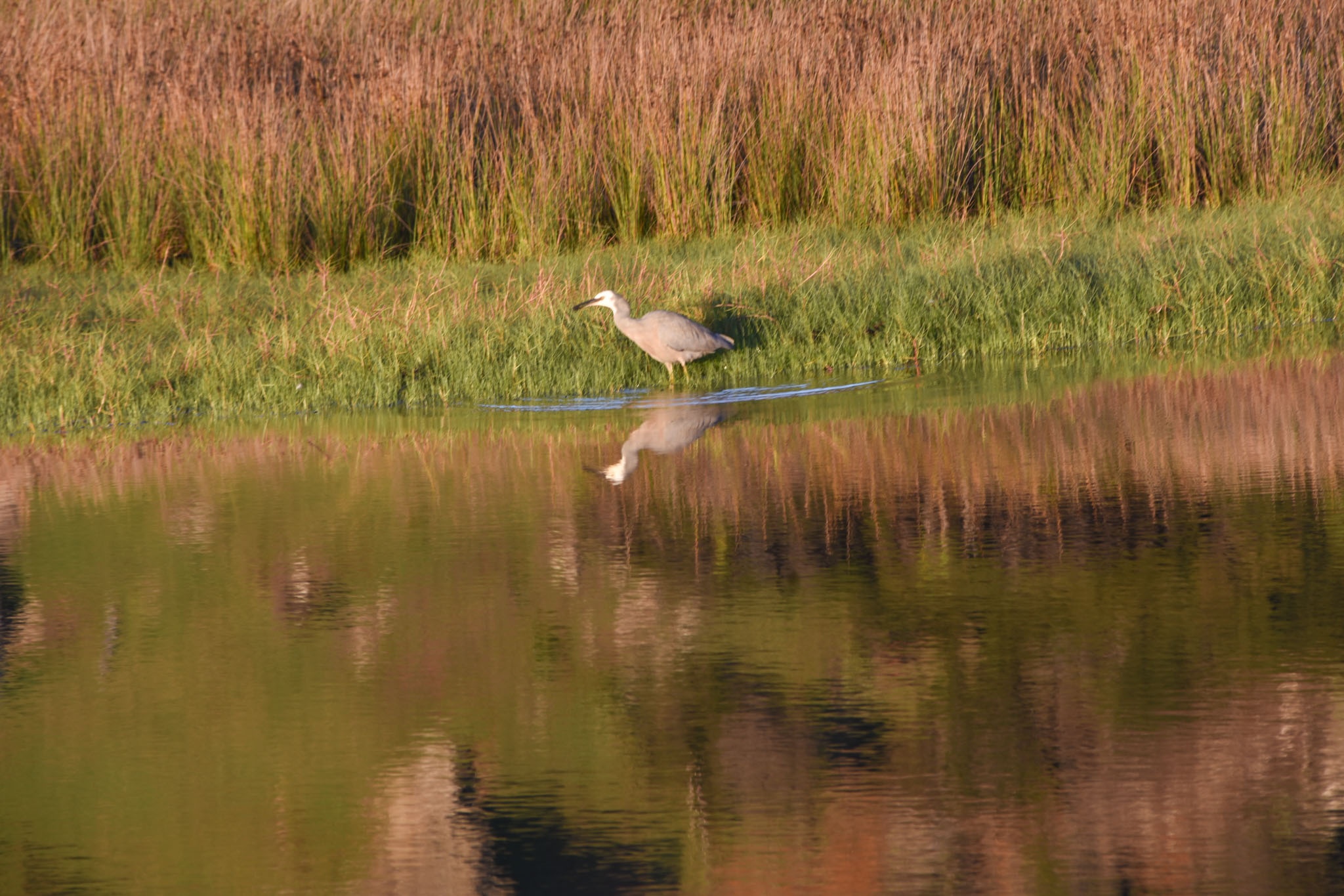 Weekly Photography Assignment: Leaves - Nature TTL
