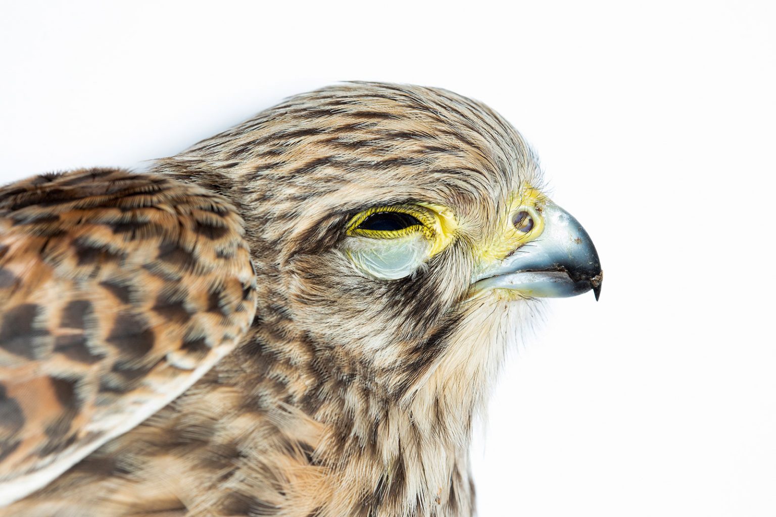 Avian Assassination: A Story of Illegal Hunting in Malta - Nature TTL