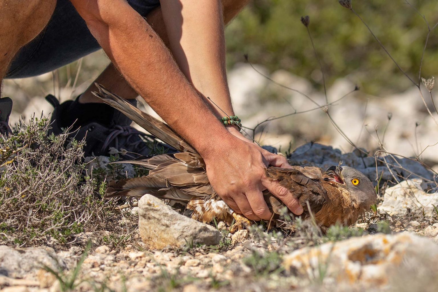 Avian Assassination: A Story of Illegal Hunting in Malta - Nature TTL