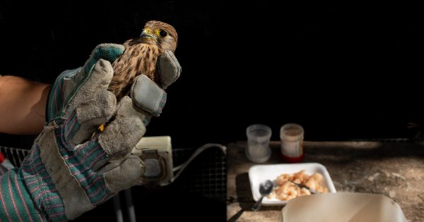 Avian Assassination: A Story of Illegal Hunting in Malta - Nature TTL