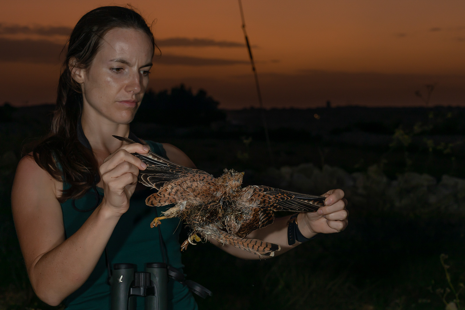 Avian Assassination: A Story of Illegal Hunting in Malta - Nature TTL