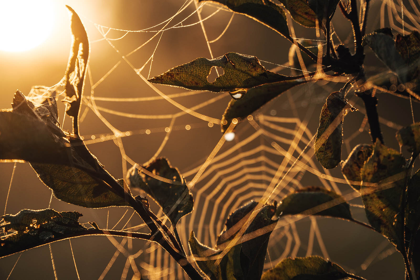 Weekly Photography Assignment: Macro - Nature TTL