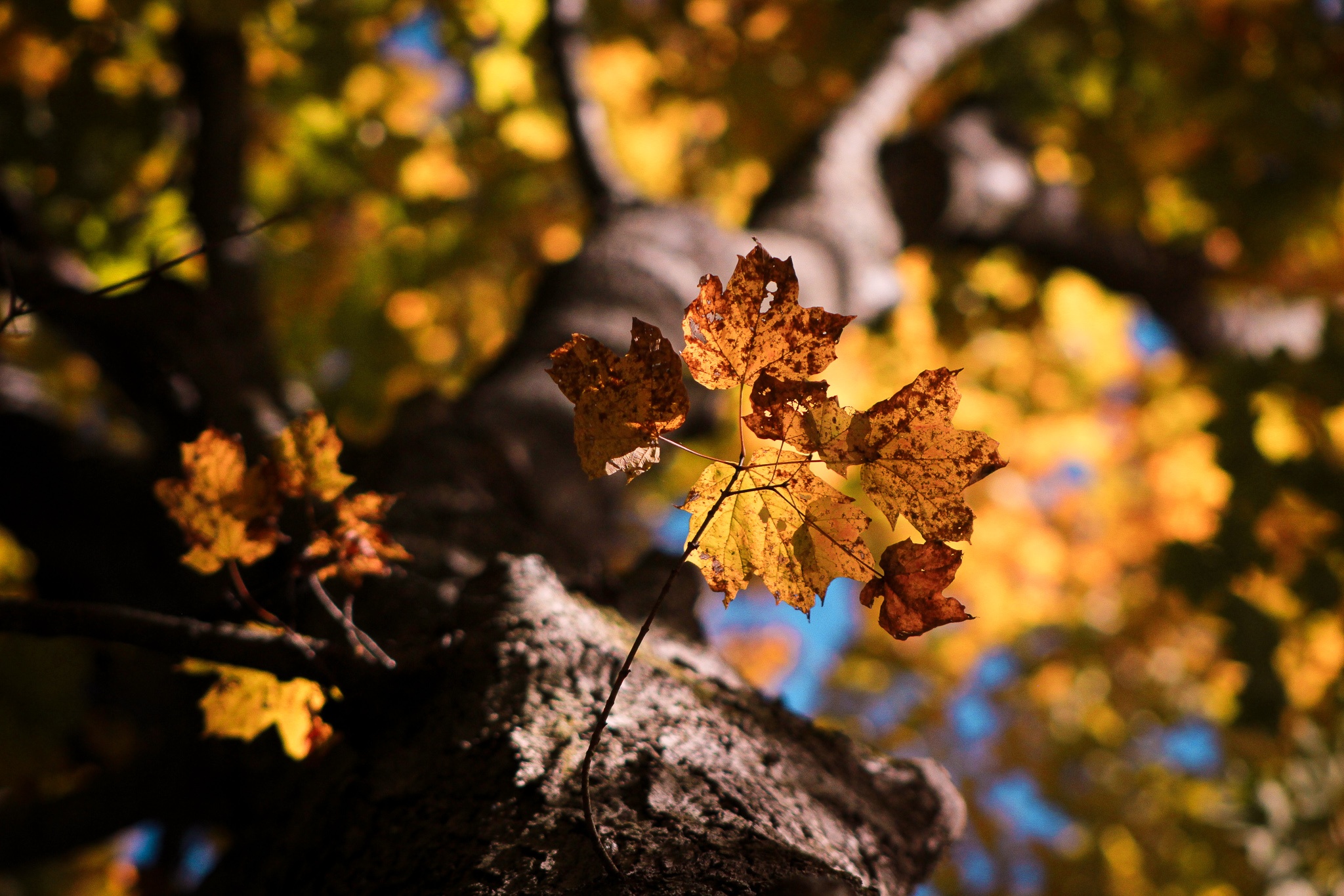 Weekly Photography Assignment: Macro - Nature TTL