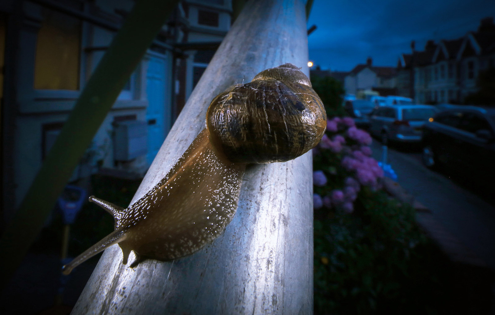 How to Photograph Urban Snails - Nature TTL