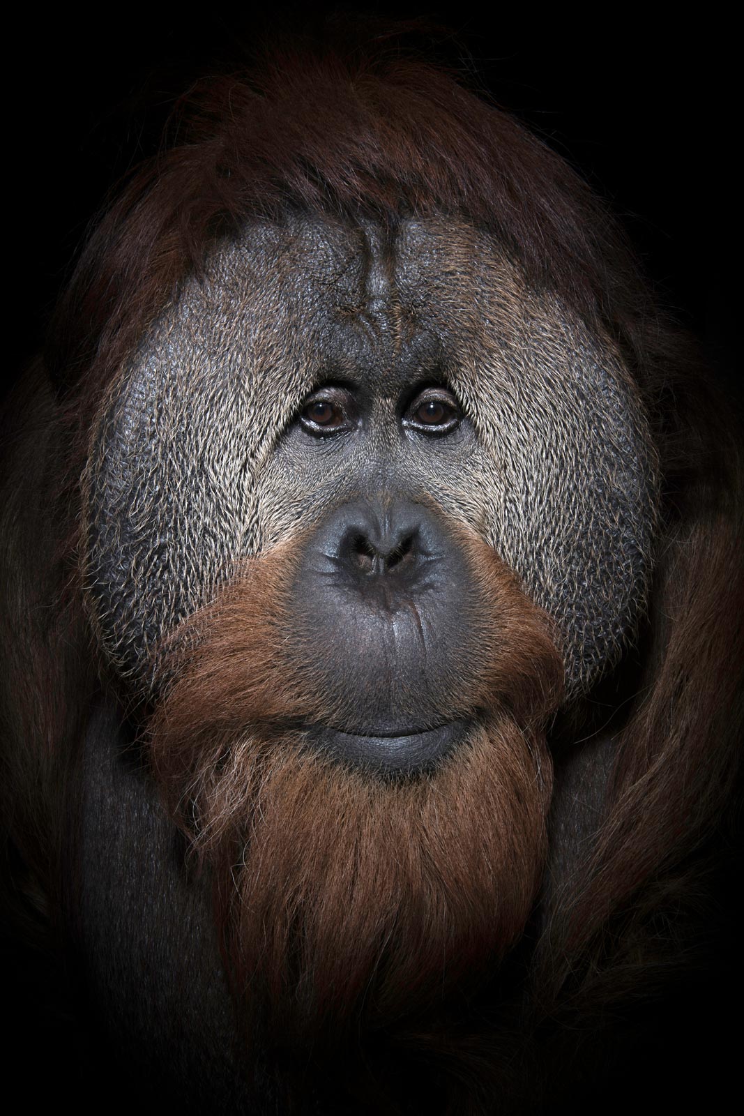 Saving a Species One Portrait at a Time - Nature TTL